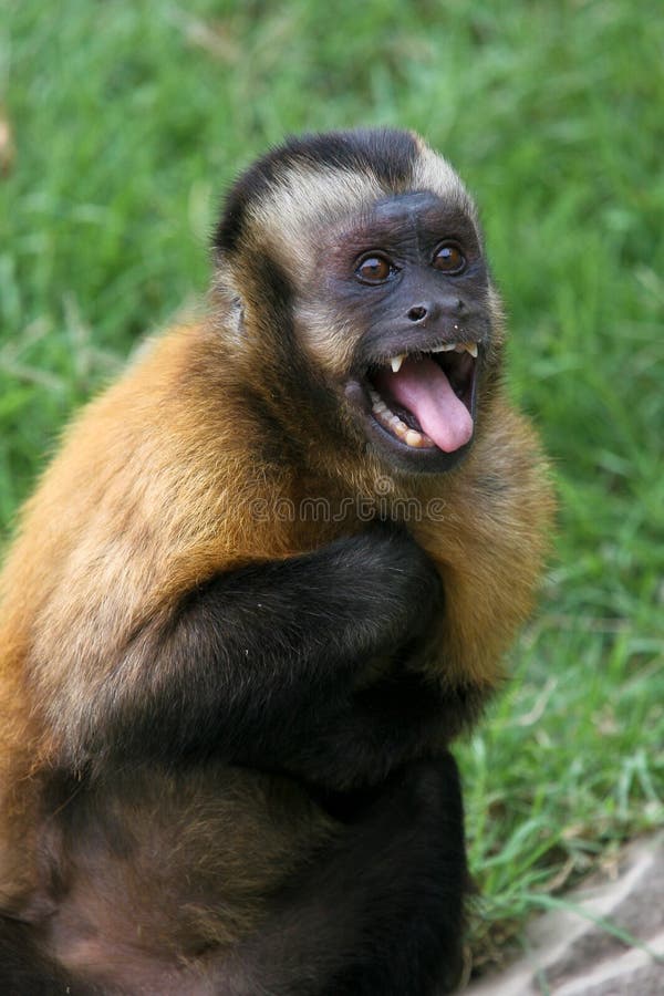 Shocked monkey expression stock image. Image of monkey - 6053955