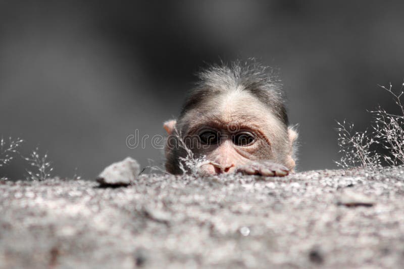 Scared monkey stock image. Image of south, teeth, tufted - 15219941