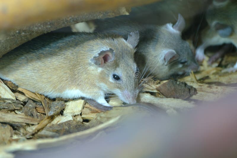Scared mouse stock image. Image of long, mouse, animal - 256562029