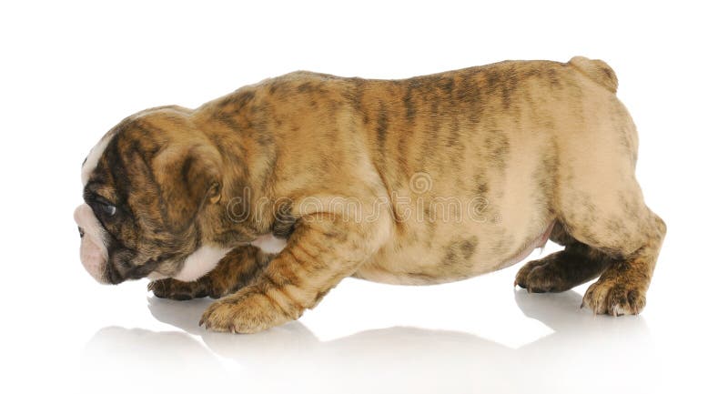 Scared puppy stock photo. Image of isolated, purebred - 13452974
