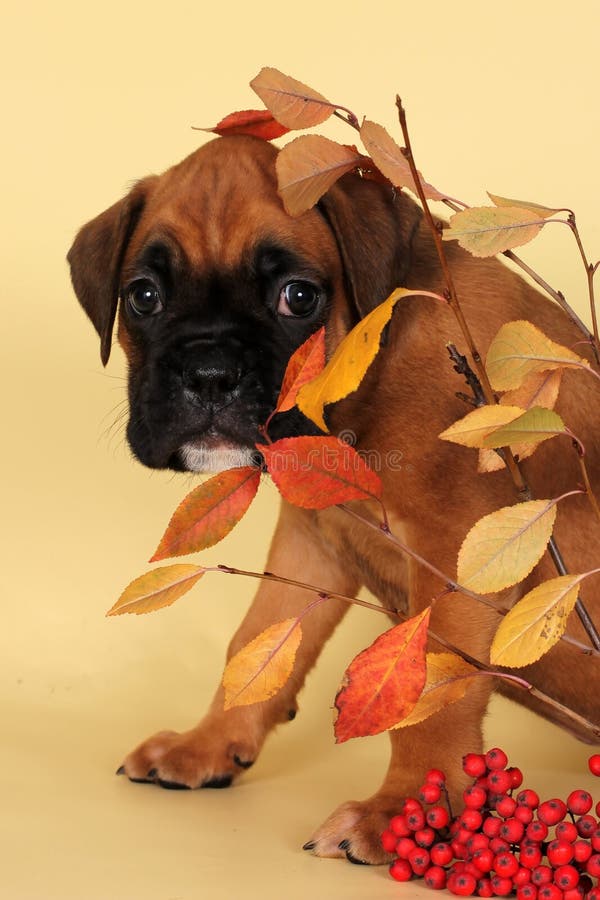 A Scared Puppy Boxer Hid Behind a Thin Twig Stock Image - Image of ...