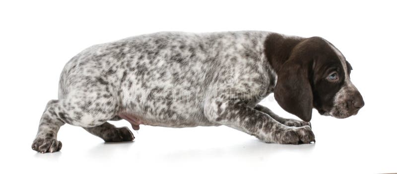 Scared puppy stock image. Image of puppy, breed, young - 38797837