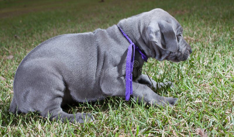 Scared puppy stock photo. Image of youth, whiskers, grass - 43135626