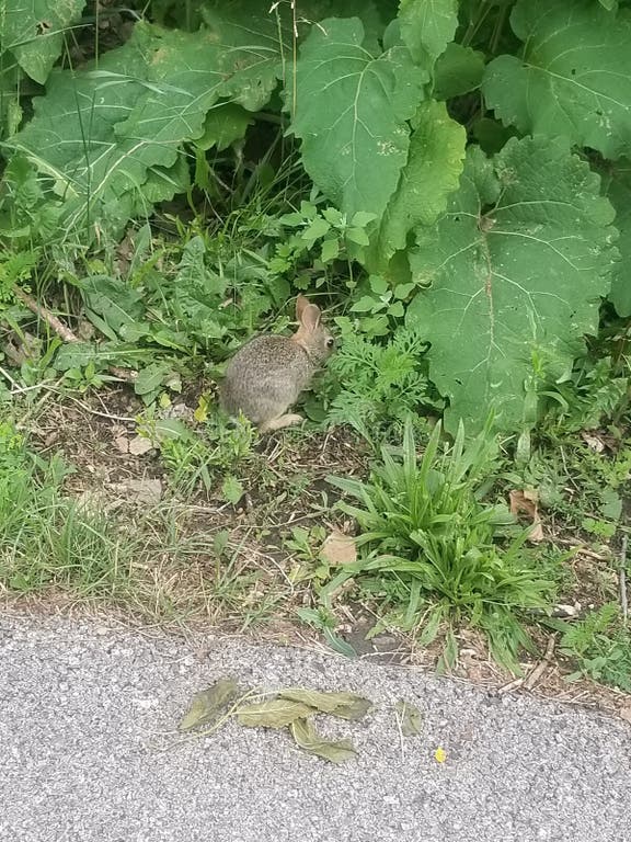 Scared rabbit hides stock photo. Image of flower, tree - 227618678