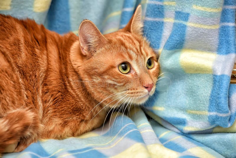 Scared Red Cat Lies on a Blue Stock Photo - Image of frightened ...