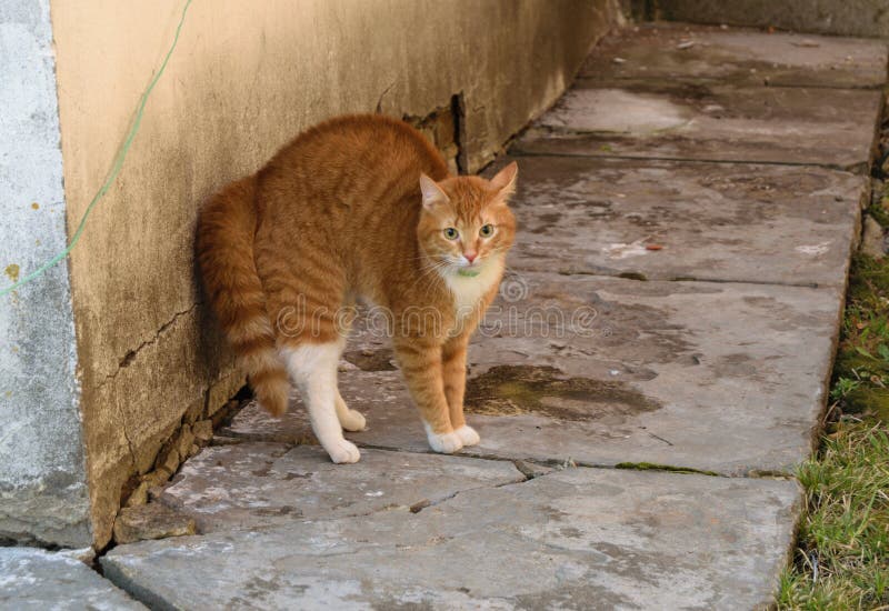 Scared red cat in the yard stock image. Image of paws - 90239051