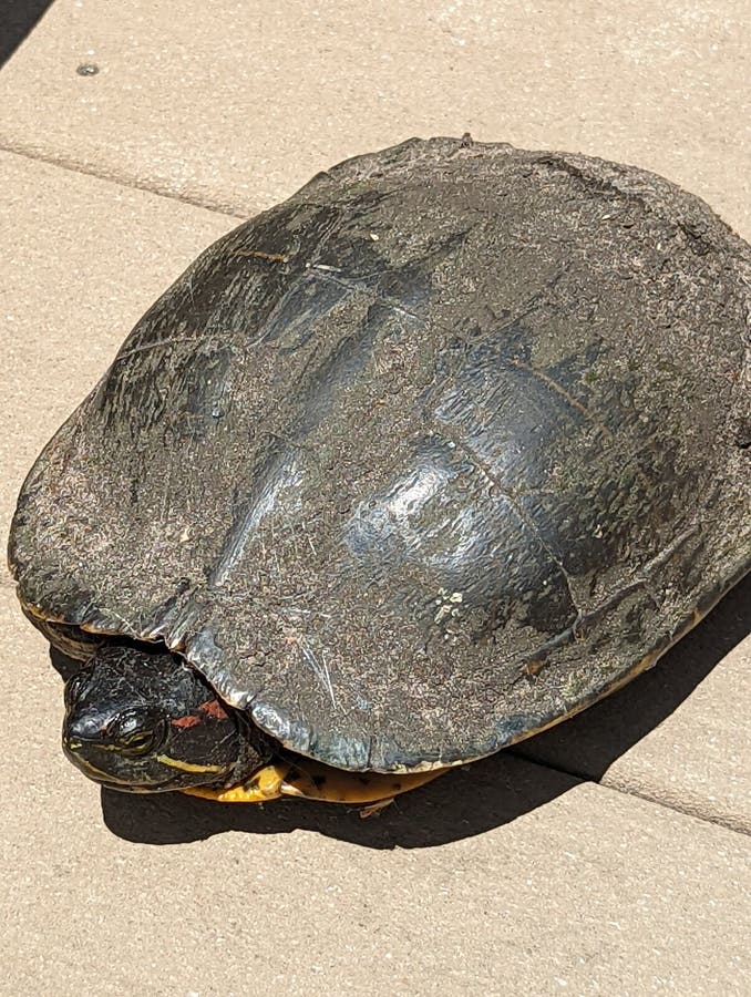 Scared Red-eared Slider Turtle in Shell Stock Photo - Image of ...