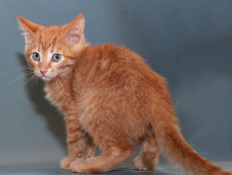 Scared Red Kitten Standing on Gray Stock Image - Image of small, blue ...