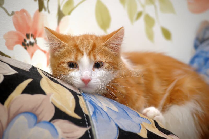 Scared Redhead with White Kitten Stock Photo - Image of expressive ...