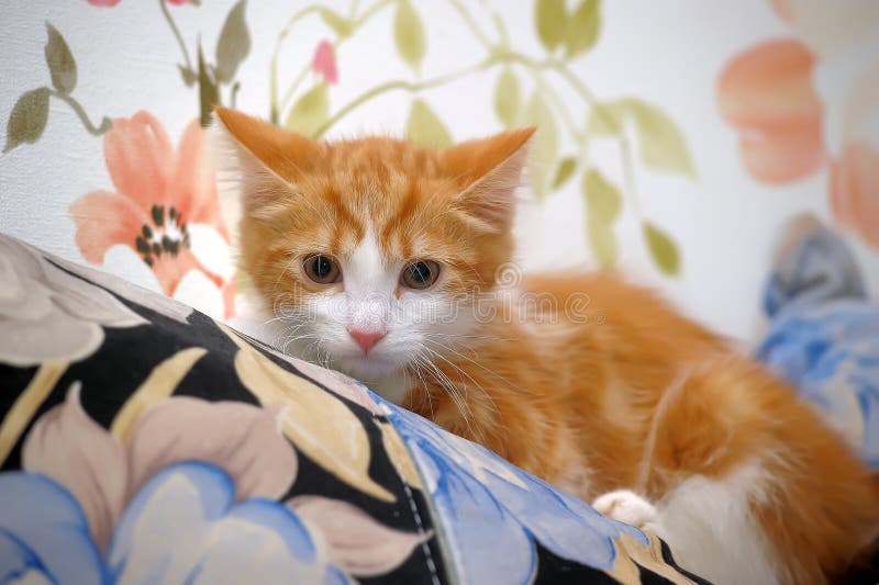 Scared Redhead with White Kitten Stock Photo - Image of afraid, brown ...