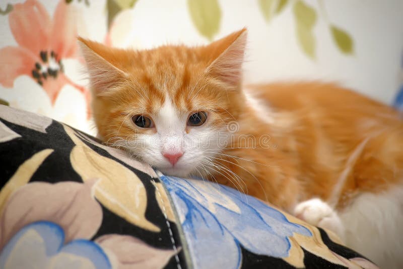 Scared Redhead with White Kitten Stock Image - Image of emotion, kitten ...
