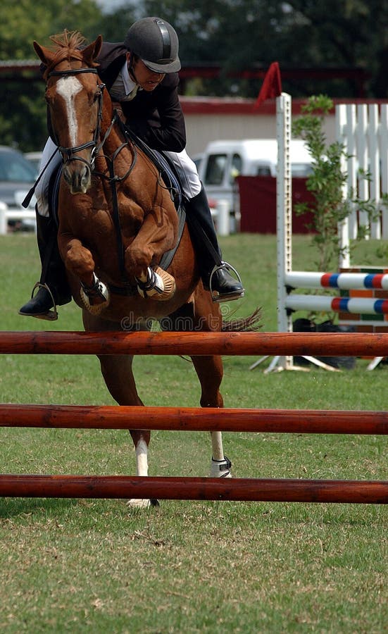 300 Scared Horse Stock Photos - Free & Royalty-Free Stock Photos from ...