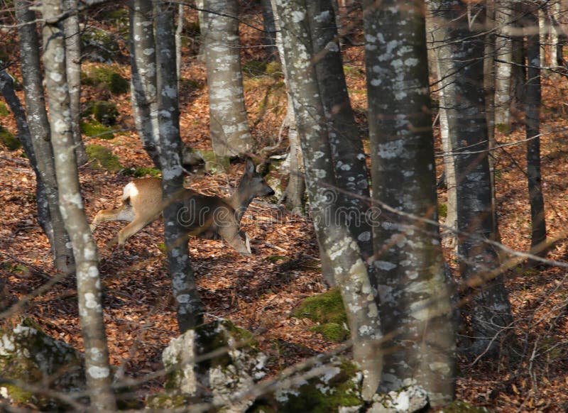 Scared Roe Deer Running through the Woods Camouflaging Itself among ...