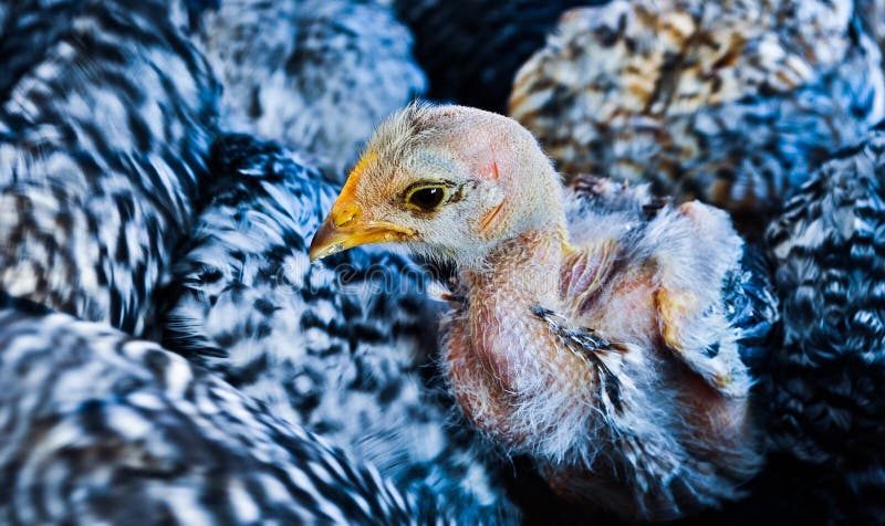 485 Scared Chicken Stock Photos - Free & Royalty-Free Stock Photos from ...