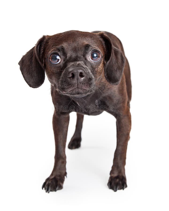 Scared Small Breed Rescue Dog Stock Photo - Image of animal, isolated ... Scared Small Breed Rescue Dog Stock Photo - Image of animal, isolated ...