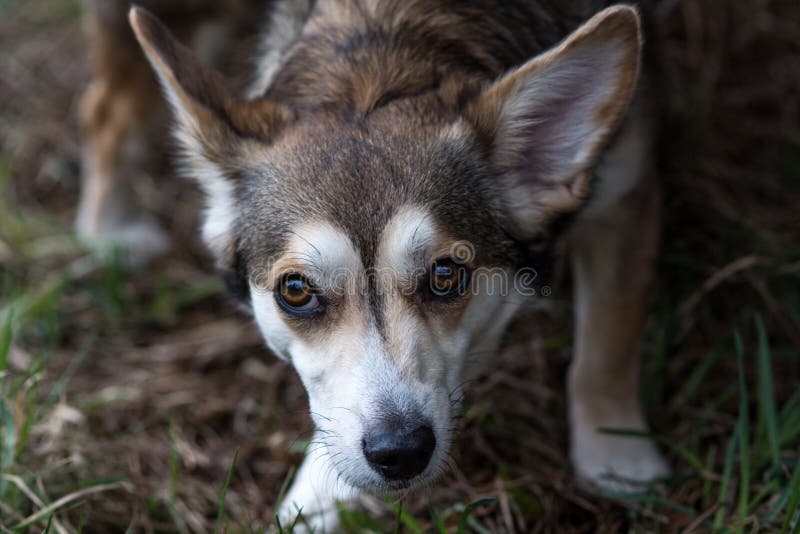 Scared stock image. Image of walking, ground, observing - 61403829