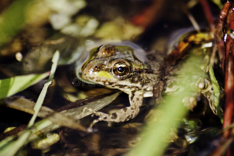 Scared Frog Image in Nature in a Mountain Forest Stock Image - Image of ...