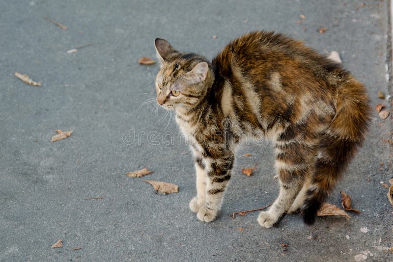 8,228 Scared Cat Photos - Free & Royalty-Free Stock Photos from Dreamstime