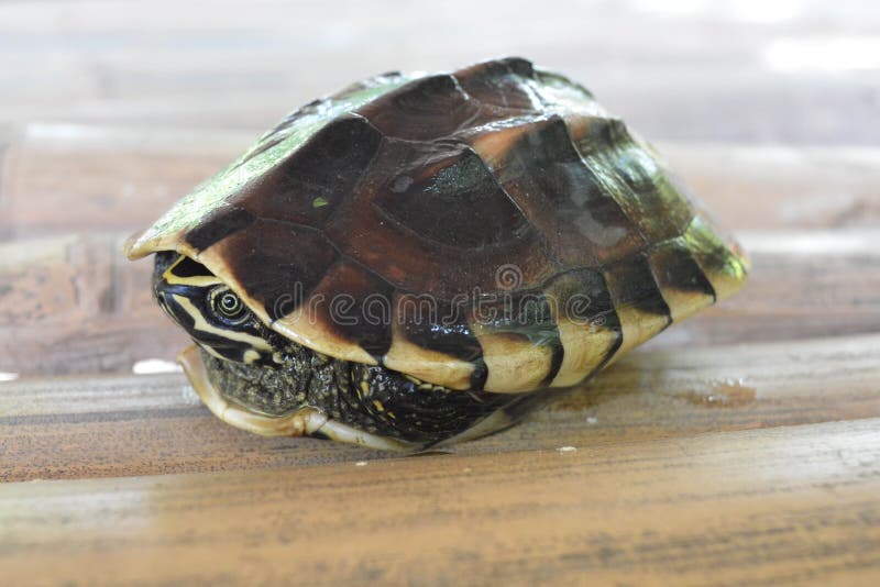 Scared turtle stock image. Image of turtle, amphibians - 67789781