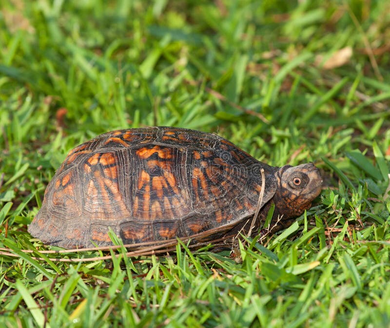 Frightened Turtle by a Lake Stock Image - Image of little, trunk: 83411007