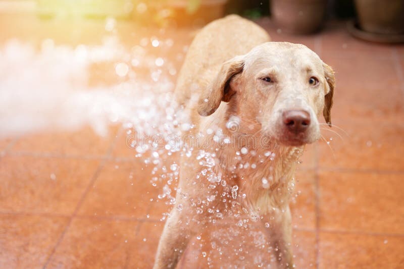 Scared of Water Labrdor Dog Stock Photo - Image of grooming, blurred ...