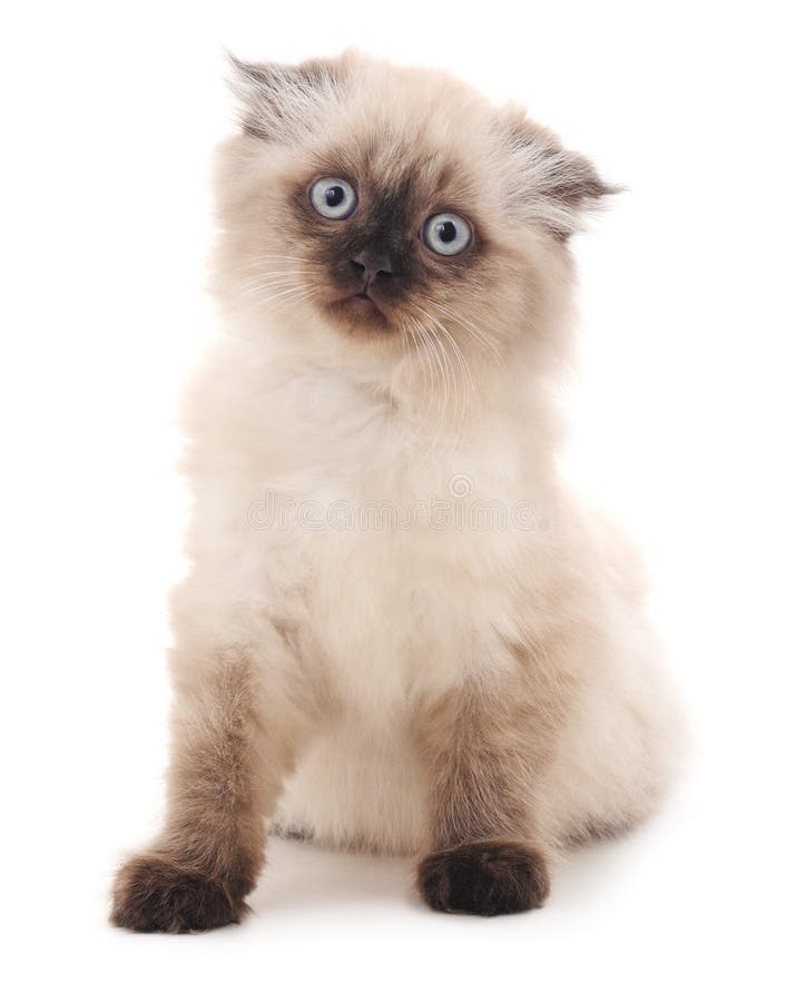 Scared gray cat stock image. Image of young, horror - 160644641