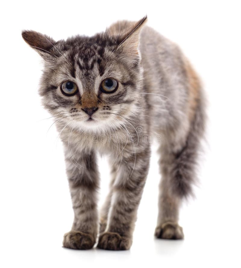 Scared White Kitten in Tree Stock Photo - Image of cuddle, green: 14829828