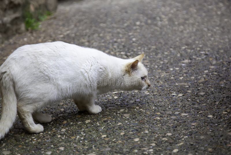 Scared white cat stock photo. Image of looking, fear - 203236178