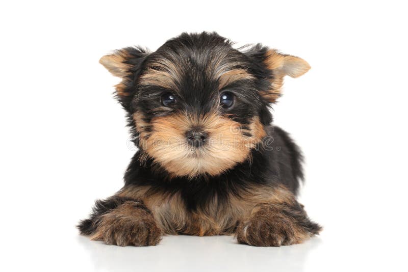 Scared Yorkie Stock Photos - Free & Royalty-Free Stock Photos from ...