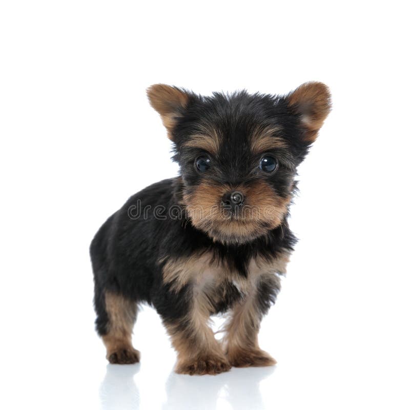 Scared Yorkie Stock Photos - Free & Royalty-Free Stock Photos from ...