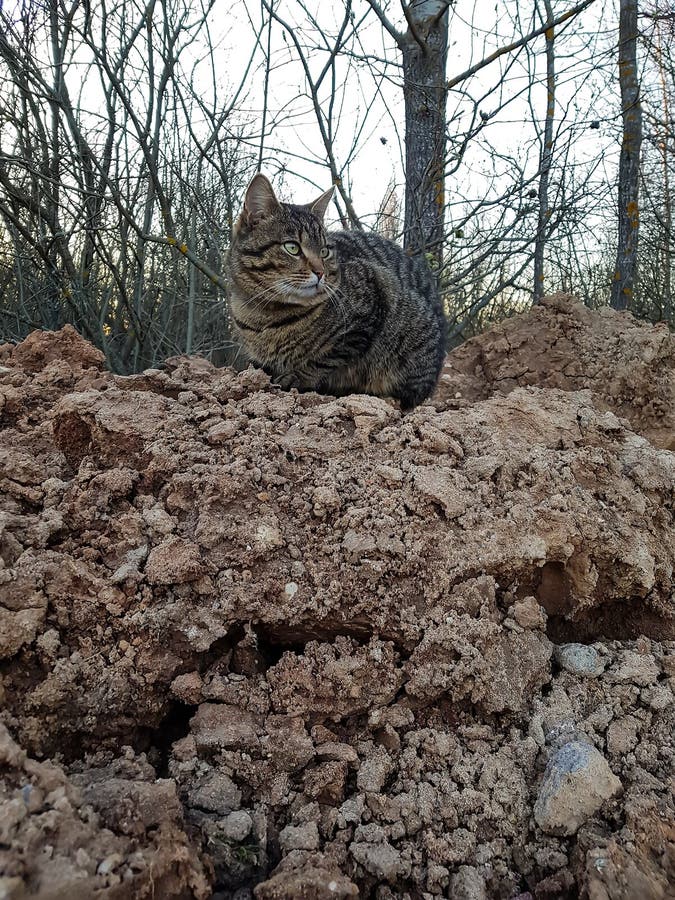 Scared Young Cat on the Groundand Looking Forward. Stock Photo - Image ...