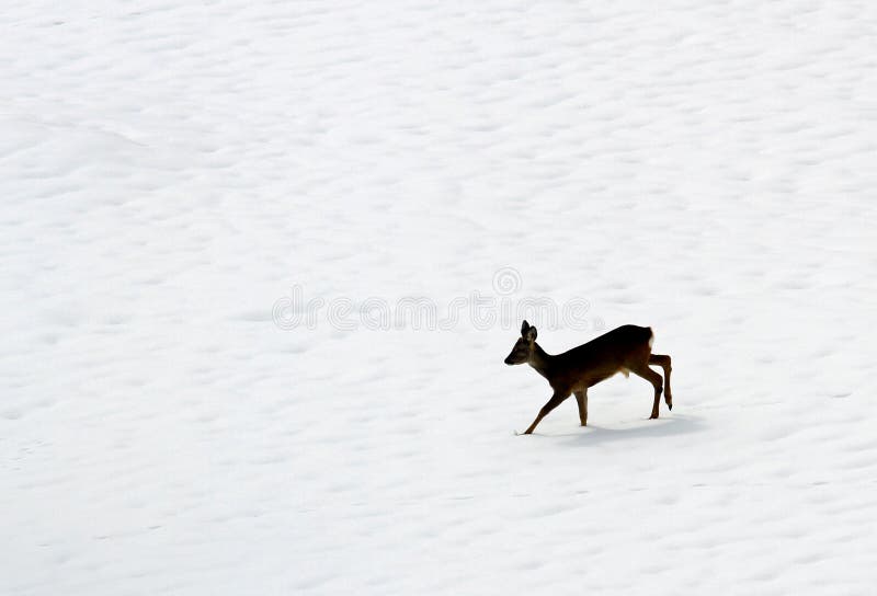 604 Deer Scared Stock Photos - Free & Royalty-Free Stock Photos from ...