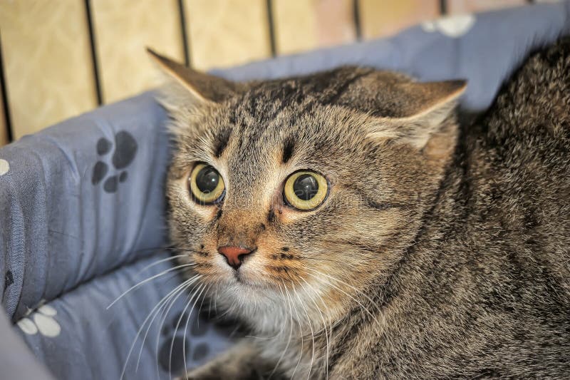 Scared young tabby cat stock image. Image of fearful - 178292365