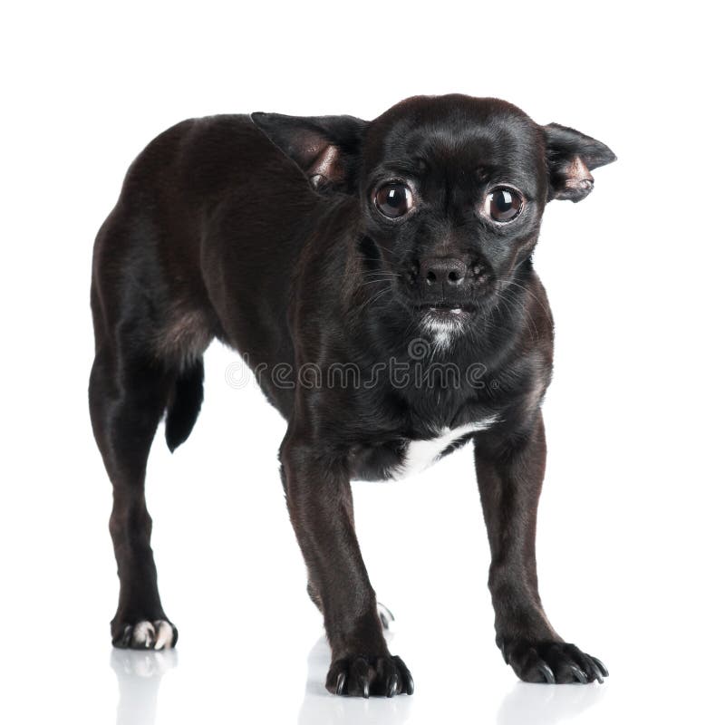 Scaredlittle black dog stock image. Image of full, eyes - 34726799