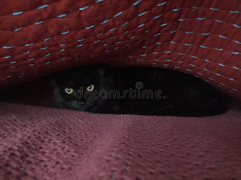 Scaredy Cat stock photo. Image of black, scaredy, covers - 96490780