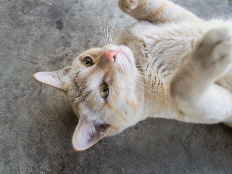 Scarface Cat with Yellow and White Stripes Stock Image - Image of ...