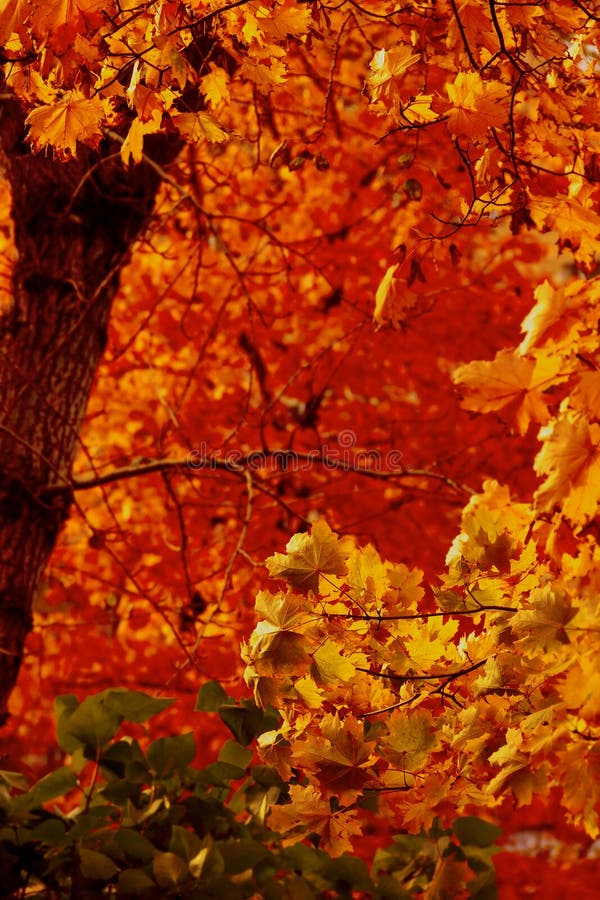 Scarlet autumn stock image. Image of leaf, growth, freshness - 45957815