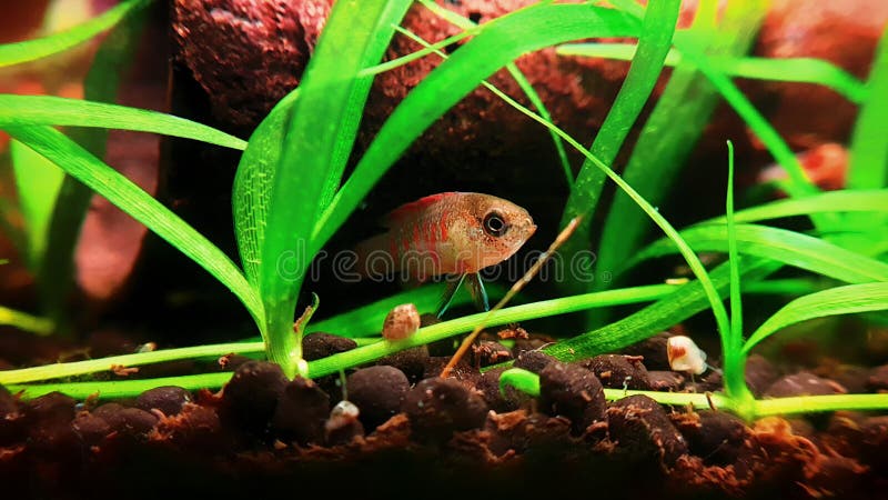 Scarlet Badis, Dario Dario Tropical Freshwater Fish Stock Image - Image ...