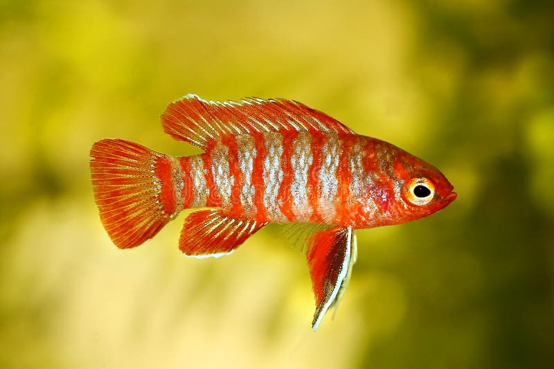 Scarlet Badis Badis Percoid Aquarium Fish Dario Dario Stock Photo ...