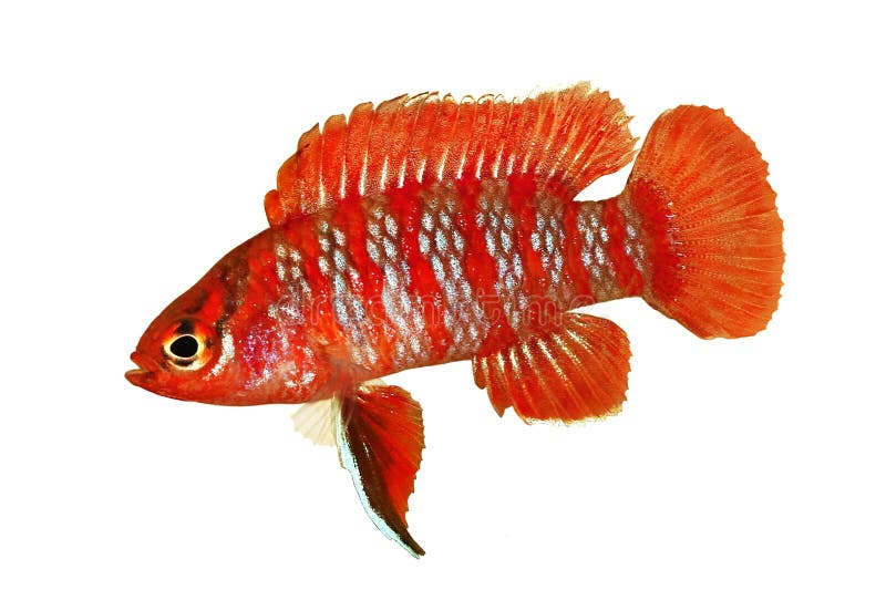 Scarlet Badis Badis Percoid Aquarium Fish Dario Dario Stock Photo ...