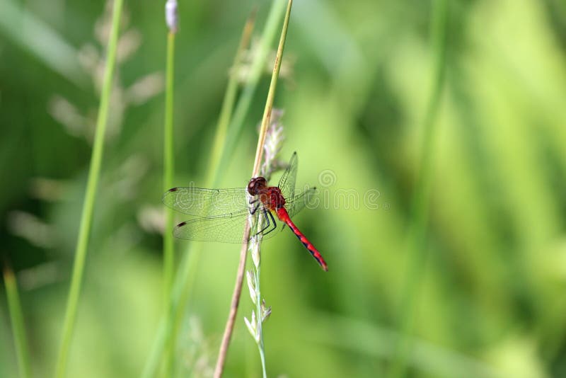 Scarlet Darter Dragonfly stock photo. Image of insect - 55830990