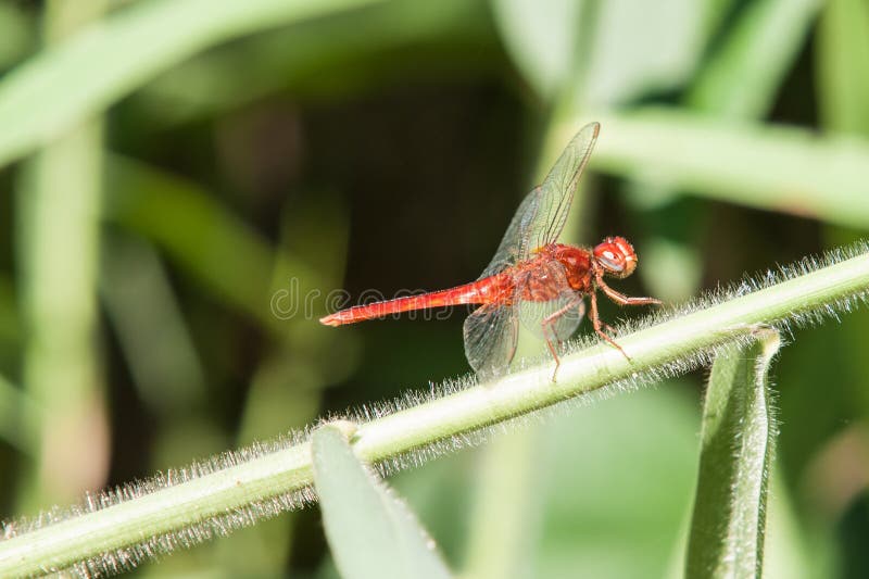 Scarlet Dragonfly - Crocothemis Erythraea in Myanmar Stock Image ...