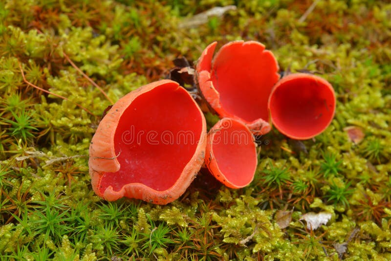 Scarlet elf cup stock photo. Image of nature, austriaca - 112006830