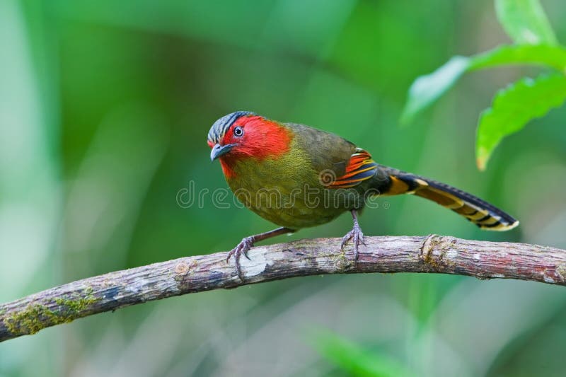 Scarlet-faced Liocichla stock image. Image of animal - 28695935
