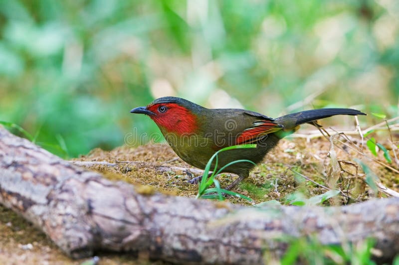 Scarlet-faced Liocichla stock photo. Image of avian, bird - 28696008