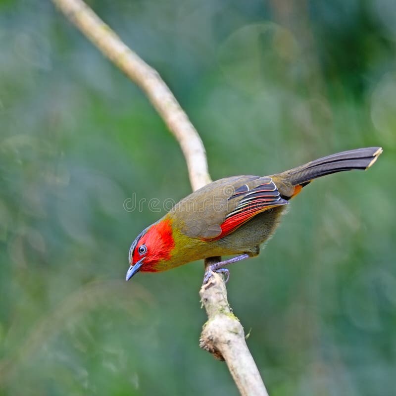 Scarlet-faced Liocichla stock image. Image of avian, asia - 32816687