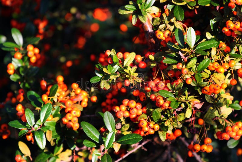 Scarlet Firethorn, or Pyracantha Coccinea Berries on a Bush Stock Image ...