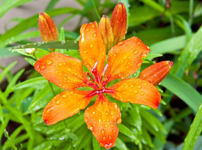 Scarlet Flower stock image. Image of poppy, kitchen, plant - 30741245