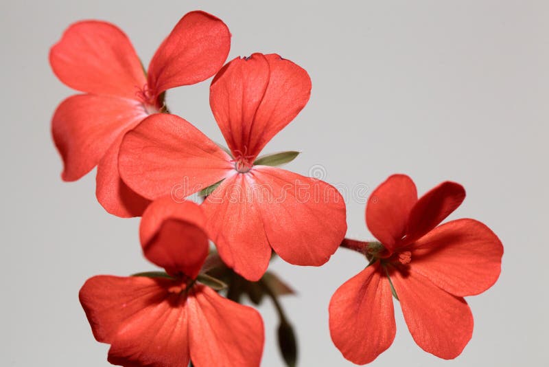 Scarlet Geranium, Pelargonium Inquinans Stock Photo - Image of botany ...