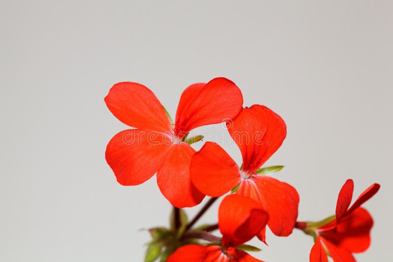 Scarlet Geranium, Pelargonium Inquinans Stock Image - Image of detail ...